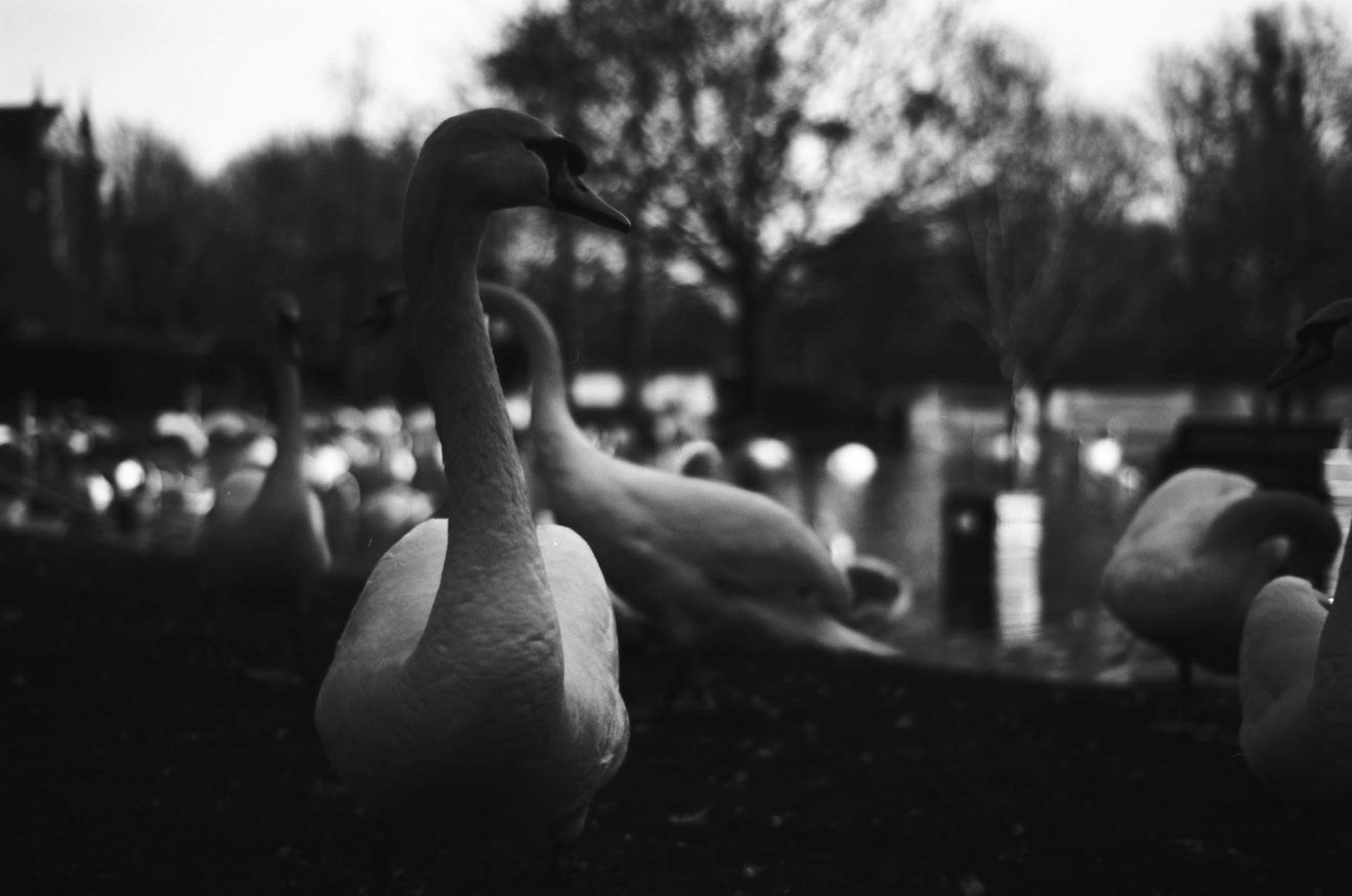 Lomography Launches a New High-Contrast, Slow, Panchromatic 35mm Film ...