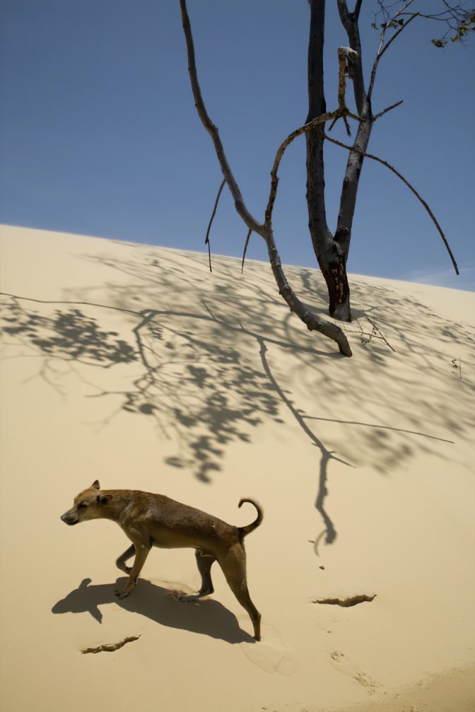 Magnum Dogs - Exibart Street