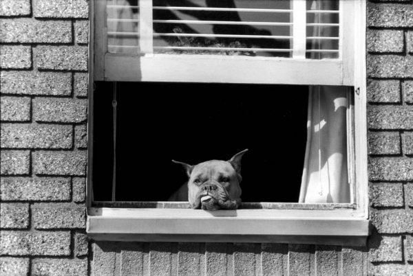Magnum Dogs - Exibart Street
