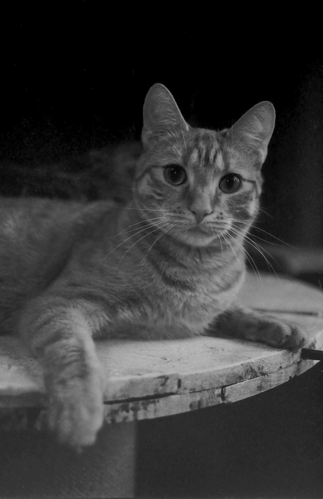 ORWO Launches Wolfen NP100 Black-and-White 35mm Film - Exibart Street