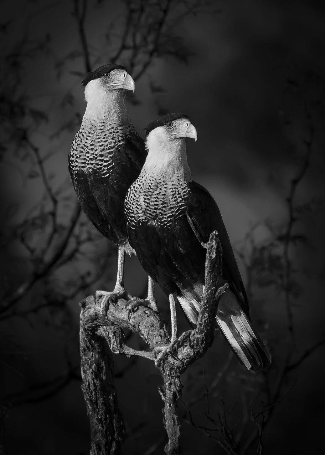 Sony World Photography Awards 2023: Open Competition Category Winners ...