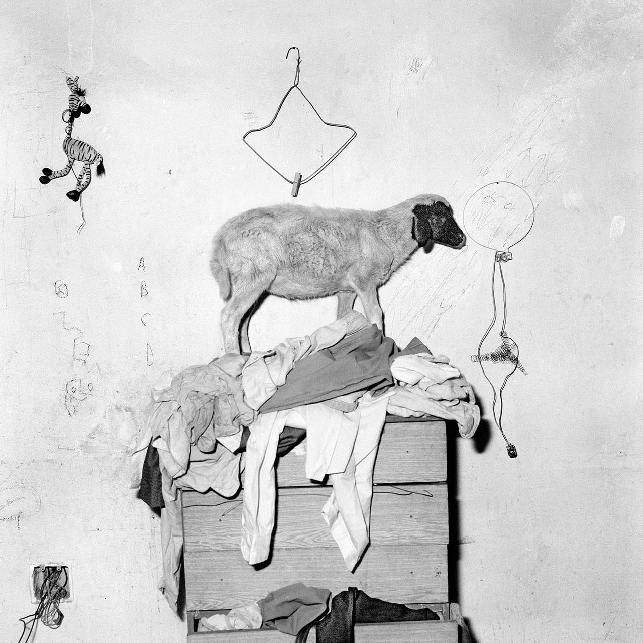 Roger Ballen: Animalism - Exibart Street