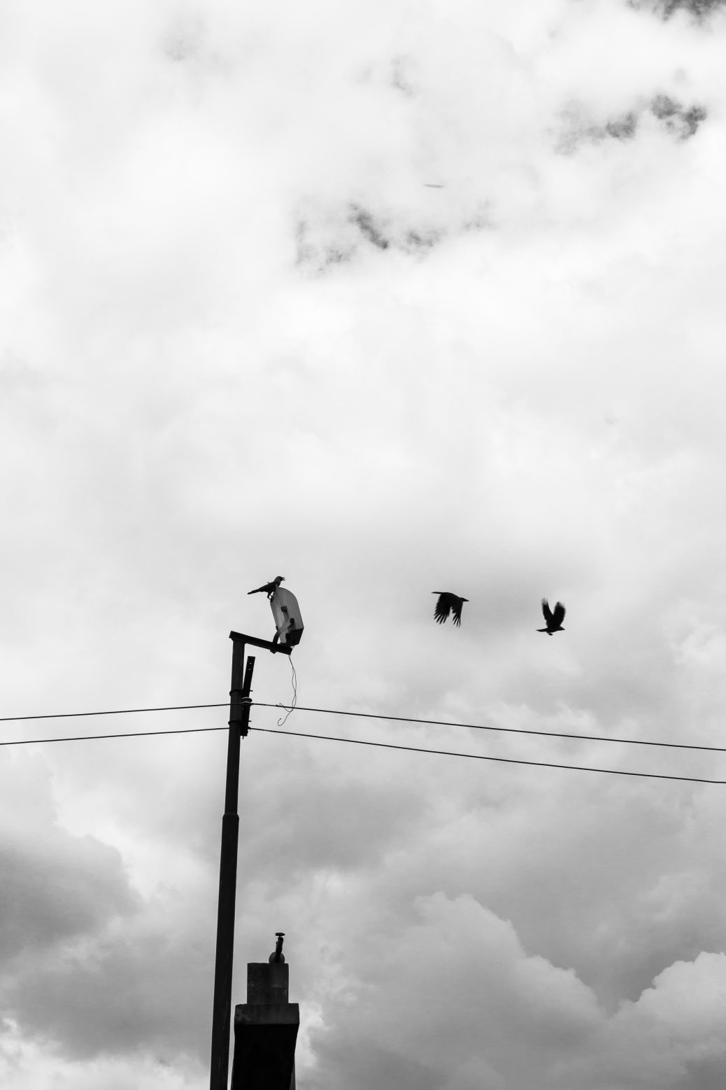 bird moving - Exibart Street