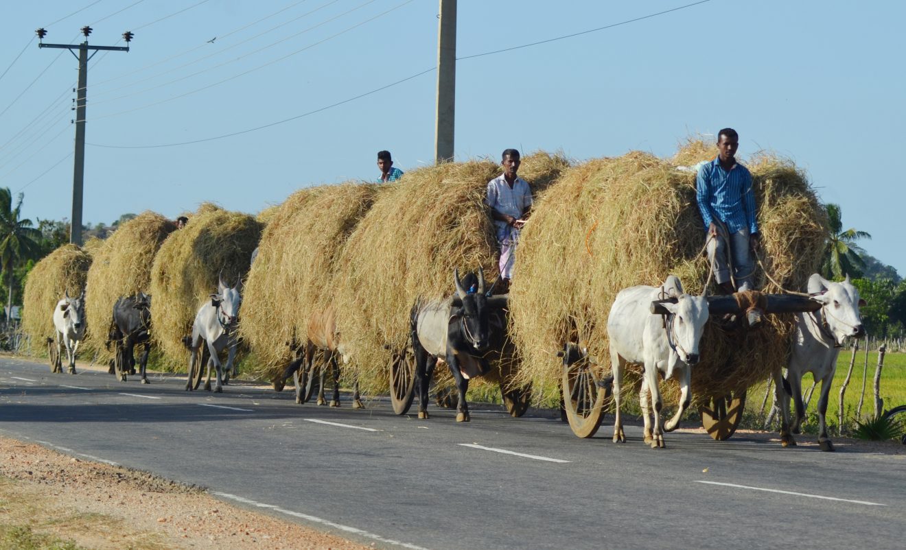 Traditional Transportation on the Harvest season - Exibart Street