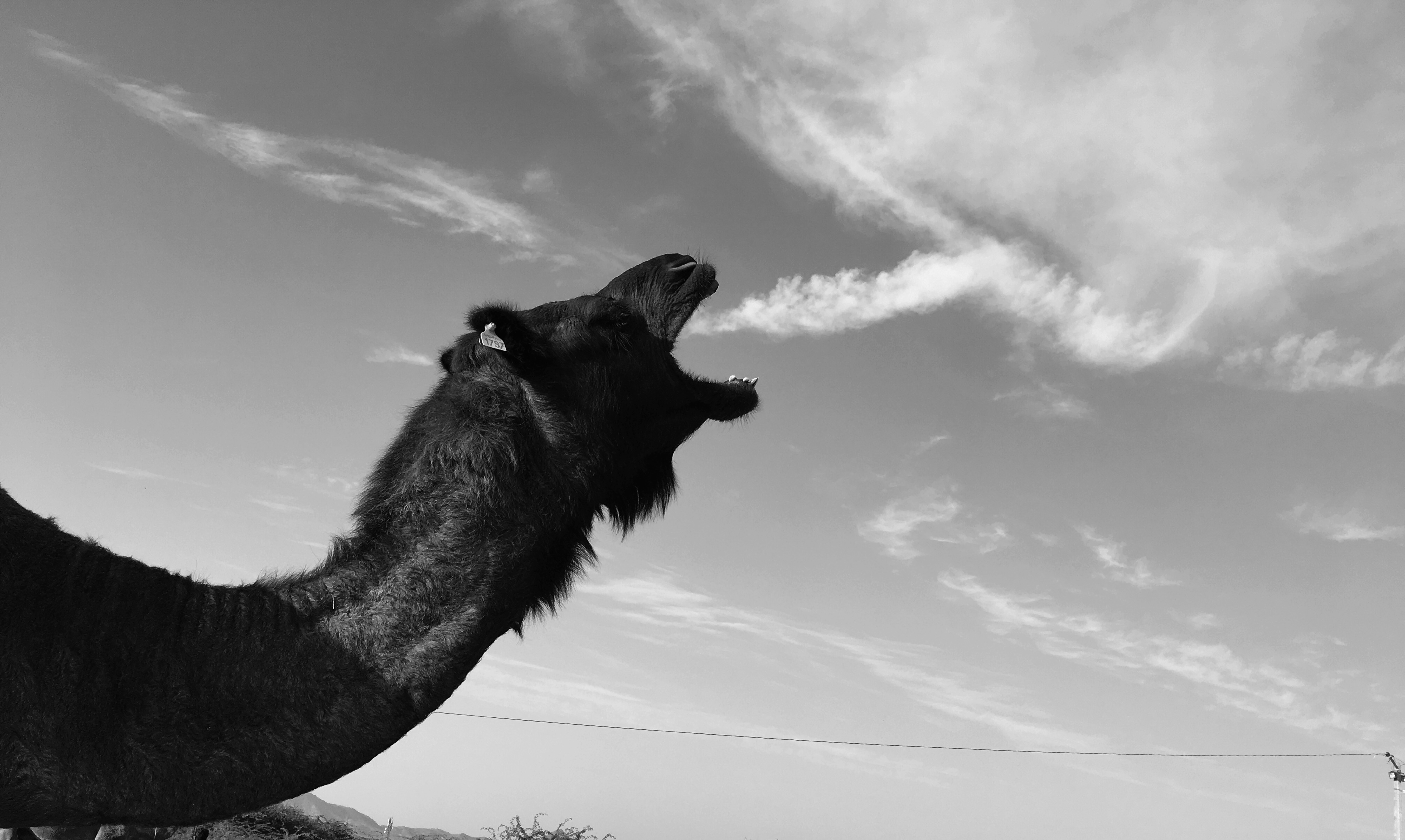 Camel or dragon? - Exibart Street