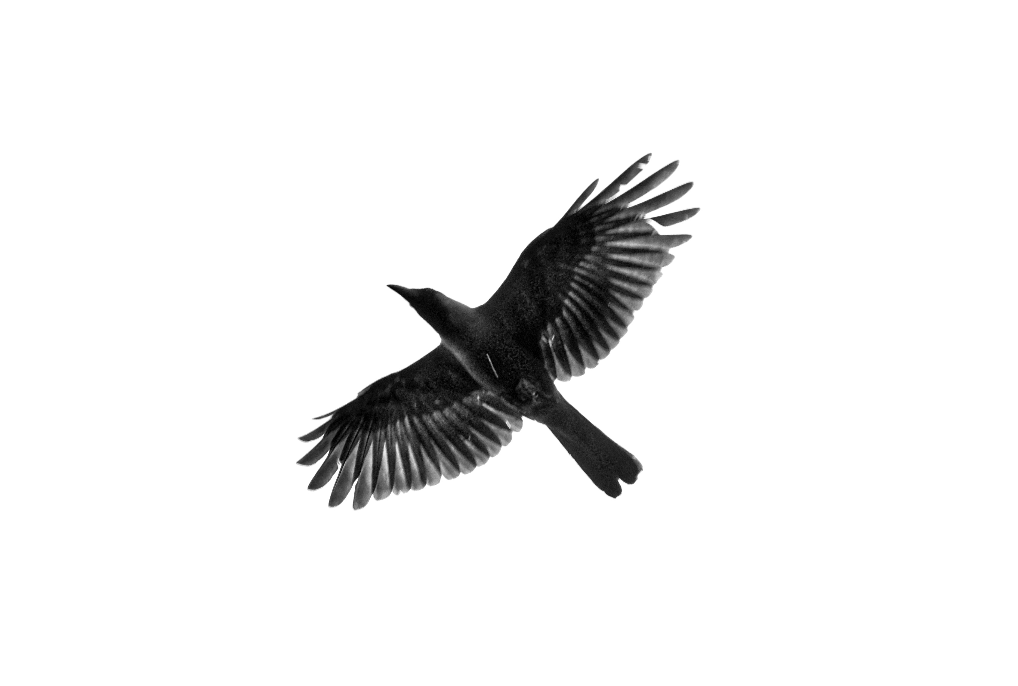 Independent Bird - Exibart Street