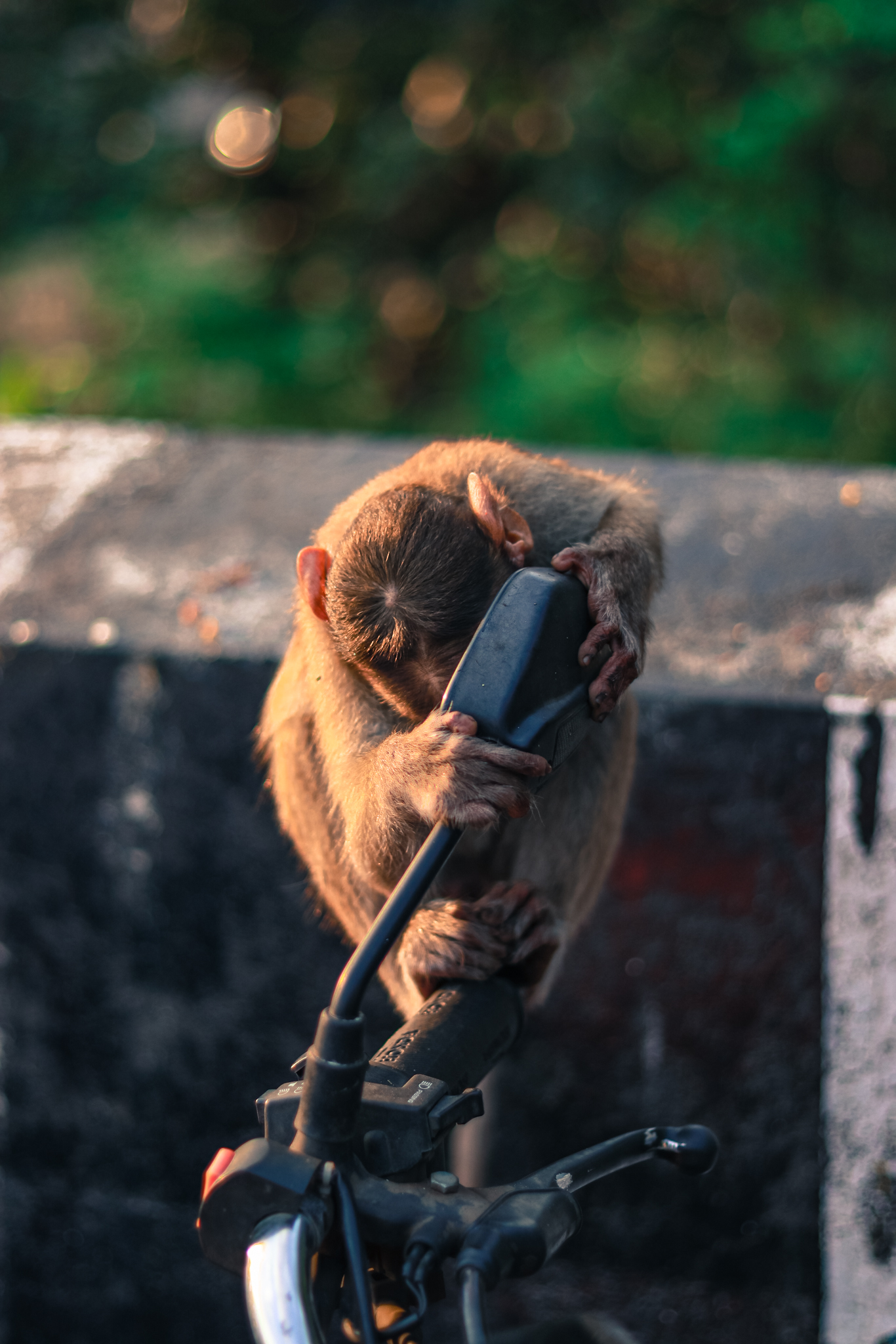 Street monkey - Exibart Street