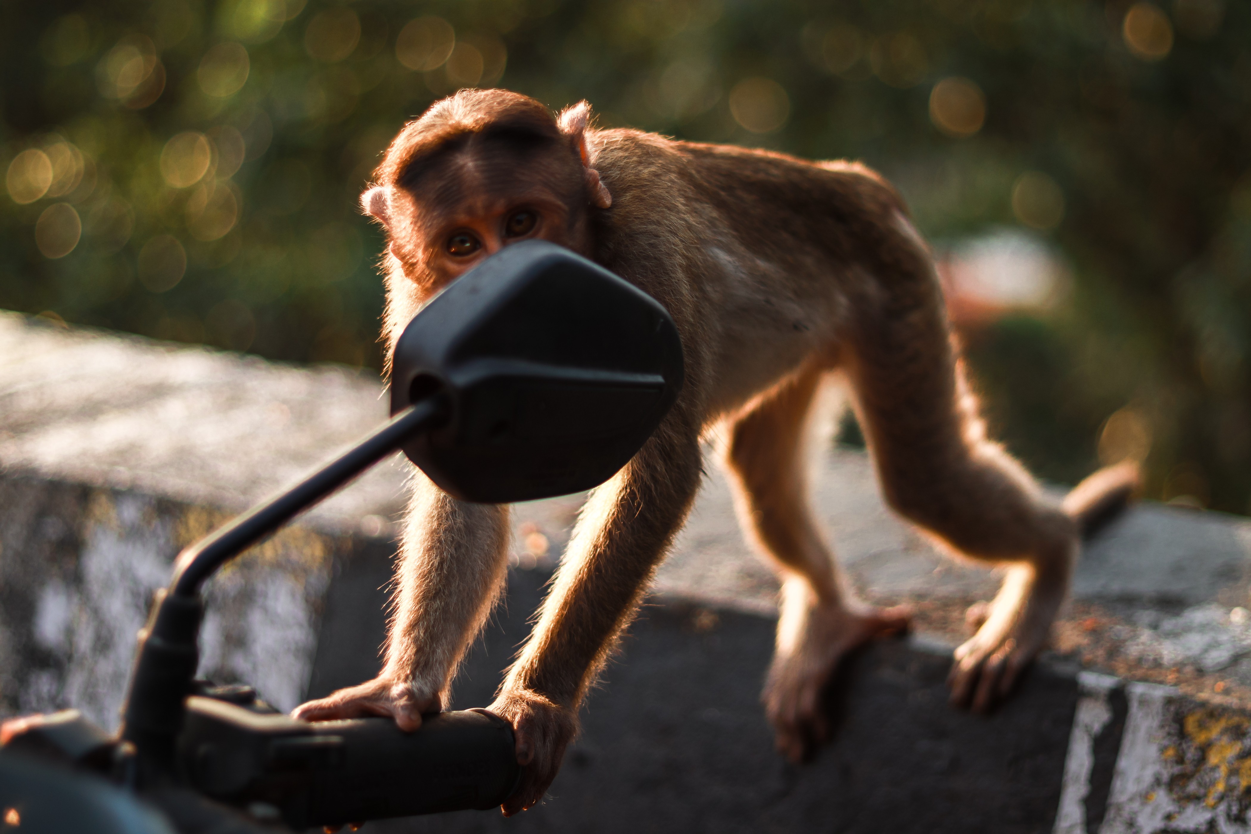 Street monkey-2 - Exibart Street