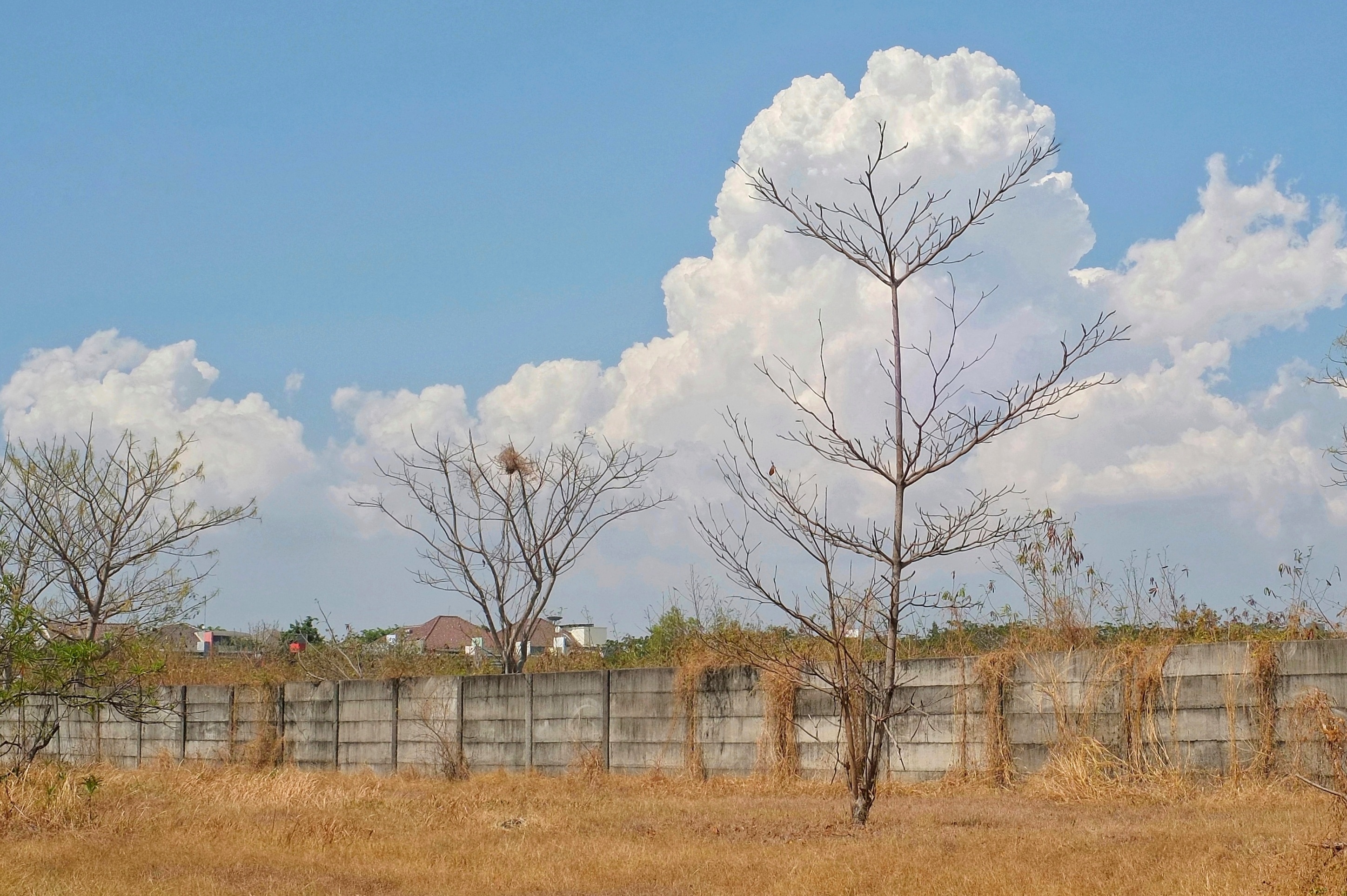 Cloud Trees - Exibart Street