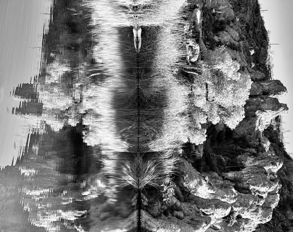 Sonoran Rorschach Oasis - Exibart Street