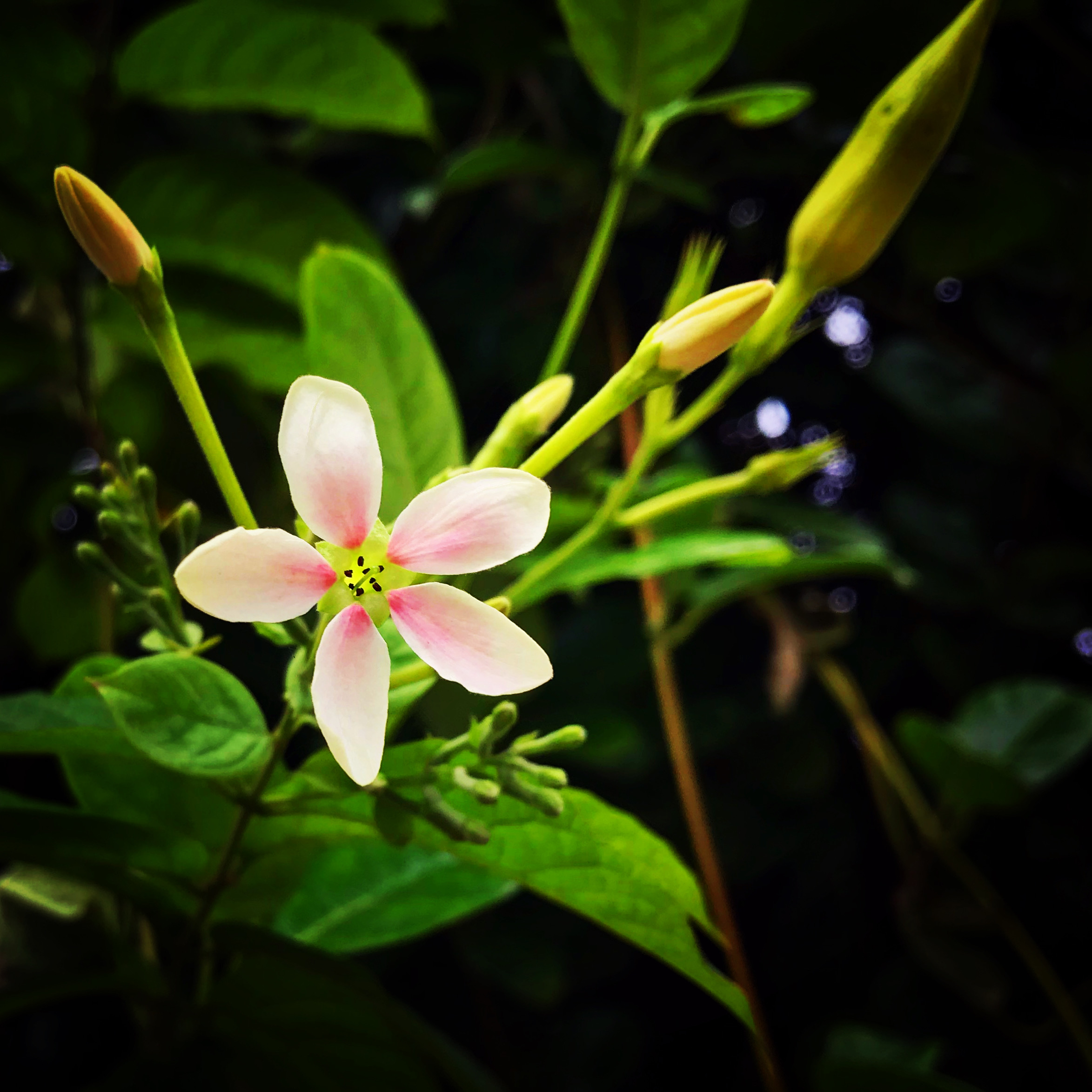 Street flower - Exibart Street