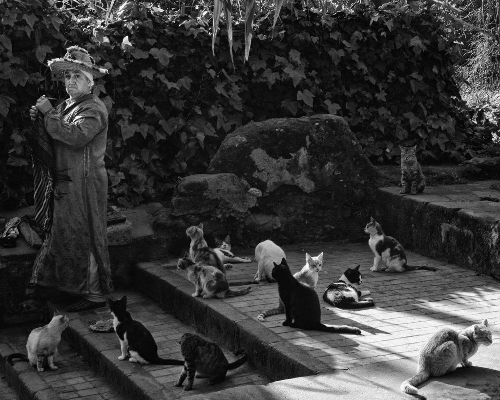 Cat Lady - Exibart Street