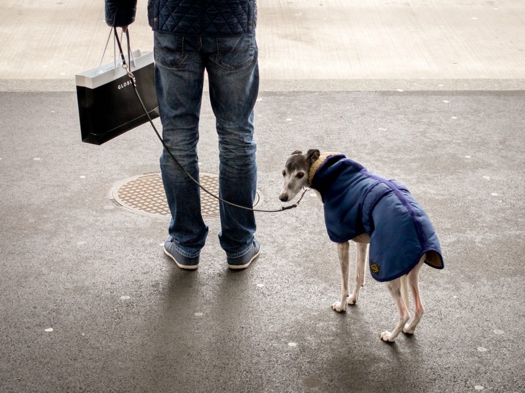 Cold whippet - Exibart Street