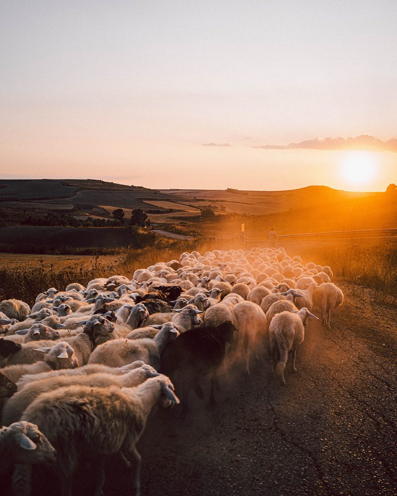 The Sarda sheep - Exibart Street