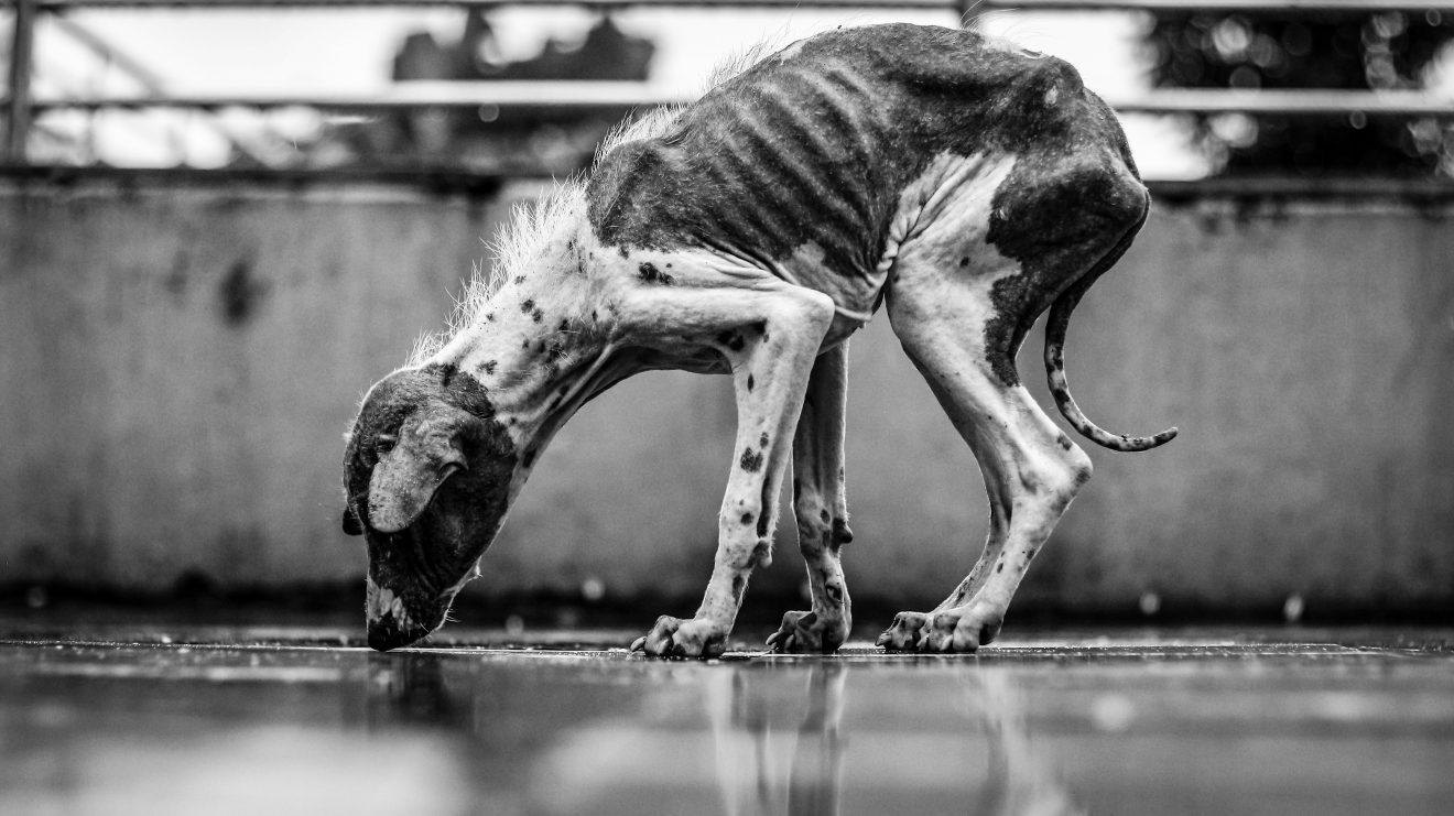 Hungry dog - Exibart Street