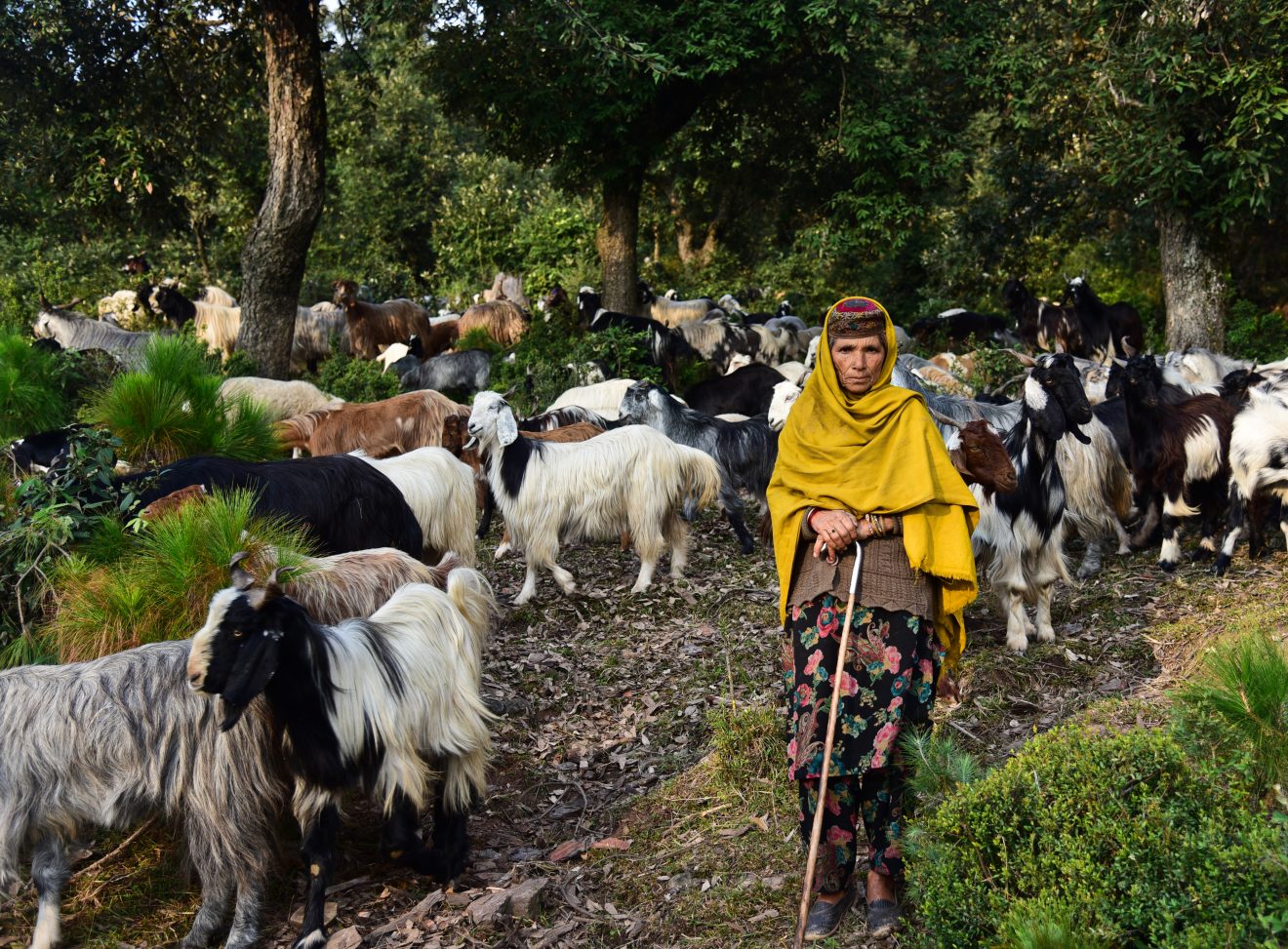 A Bakarwal Woman - Exibart Street